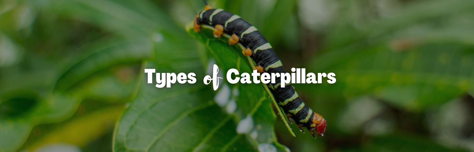 33 Types of Caterpillars: From the Fuzziest to the Spikiest